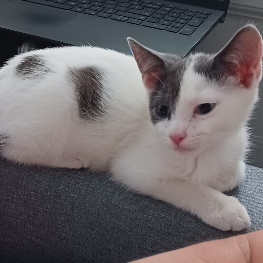 Petsmart Cat Adoption Event - Bronx Tails