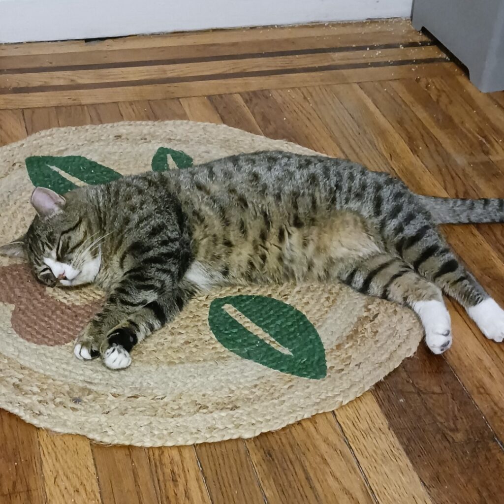 Petsmart Cat Adoption Event - Bronx Tails